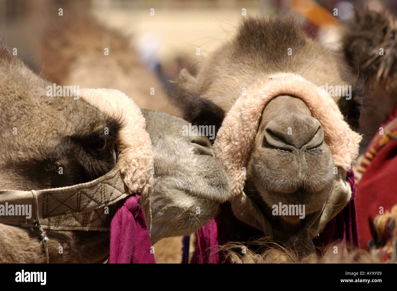 Face close up of two Bactrian Camels during Ladakh Festival Leh Ladakh ...