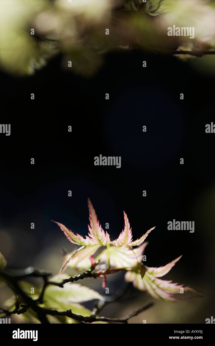 Acer palmatum higasayama hi-res stock photography and images - Alamy