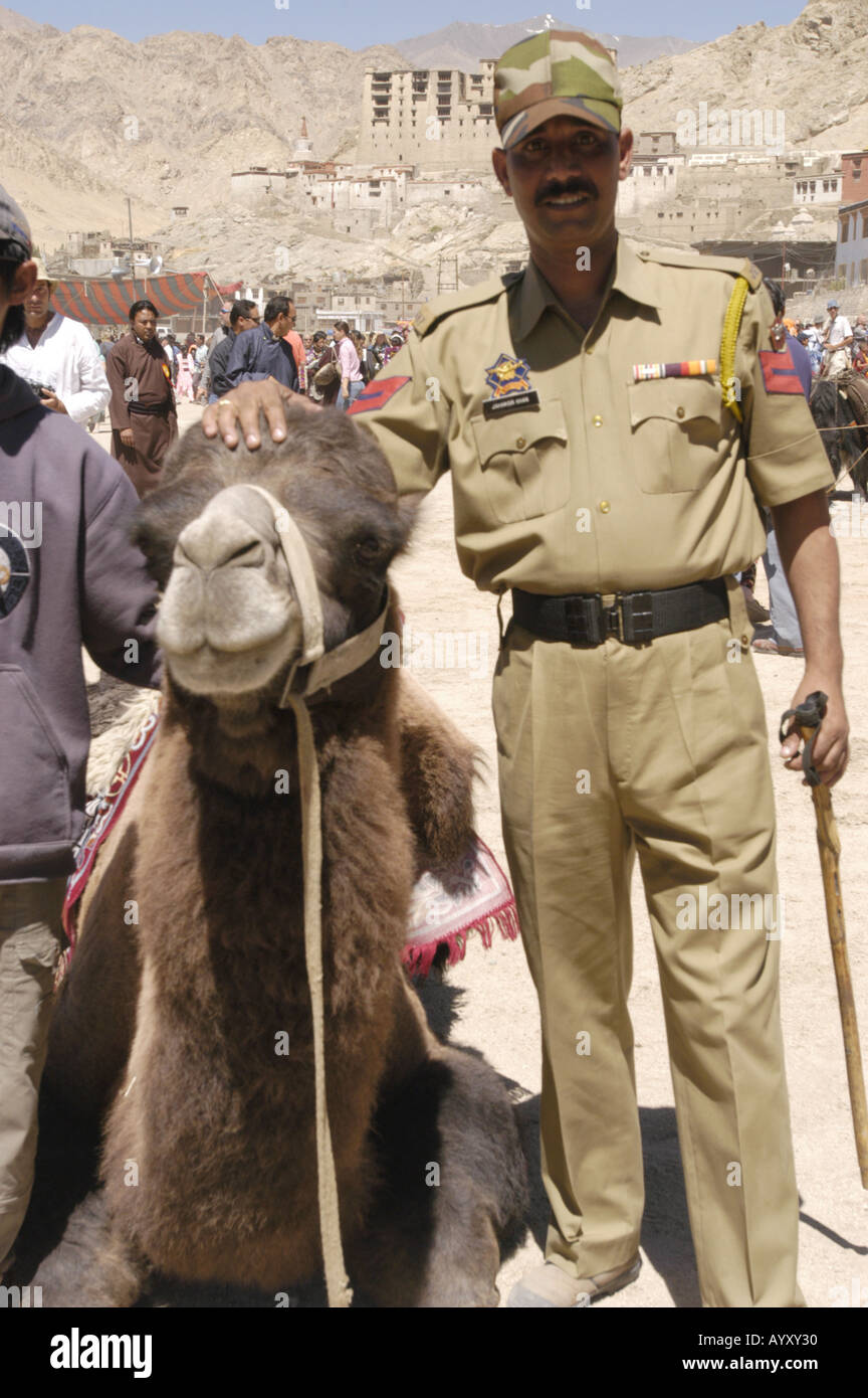 Military Camel