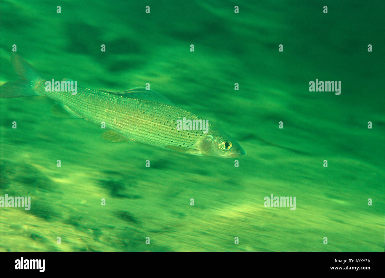 Thymallus underwater hi-res stock photography and images - Alamy