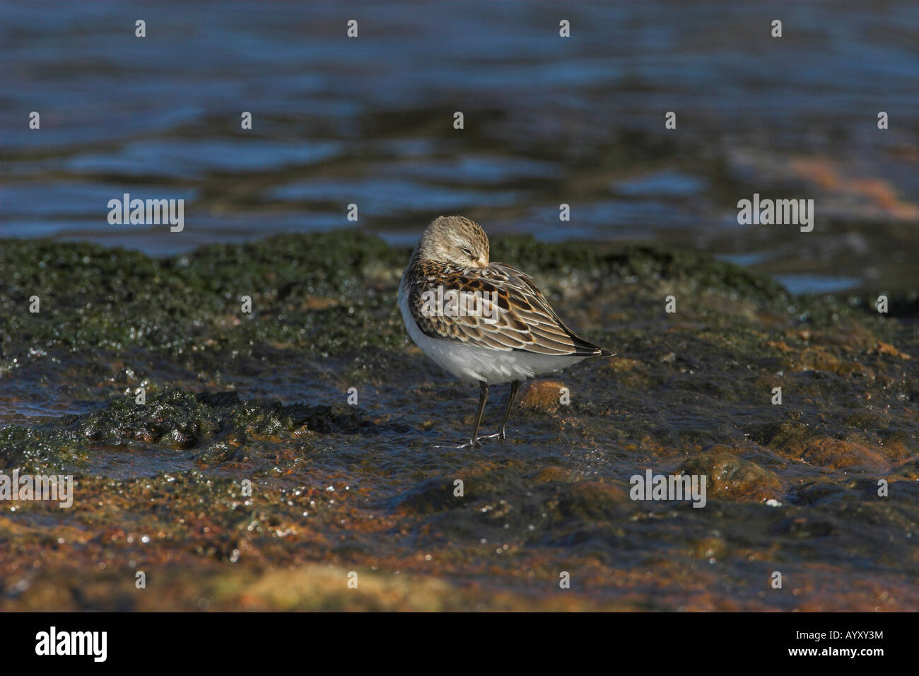 Western Sandpiper Calidris mauri resting with bill tucked under wing at ...