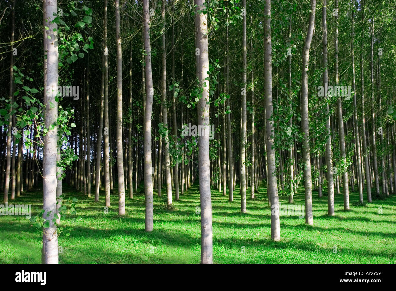 Symmetrical forest hi-res stock photography and images - Alamy