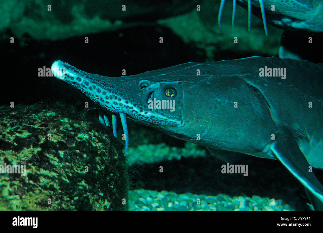 Sterlet sturgeon Acipenser ruthenus Romania Volga river Black Sea Stock ...