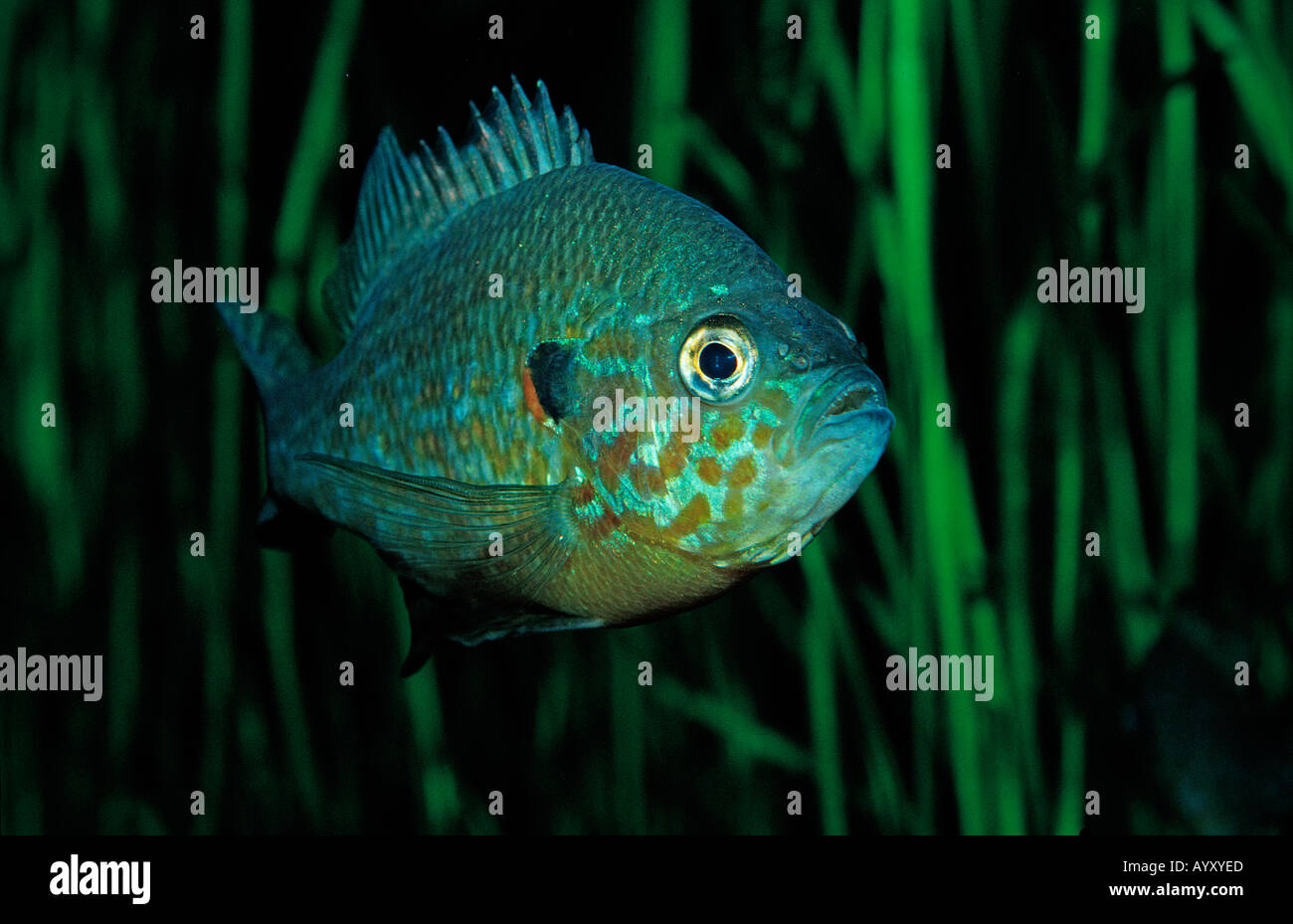 Pumpkinseed Sunfish Pumpkinseed sunfish Punkies Yellow sunfish Lepomis ...