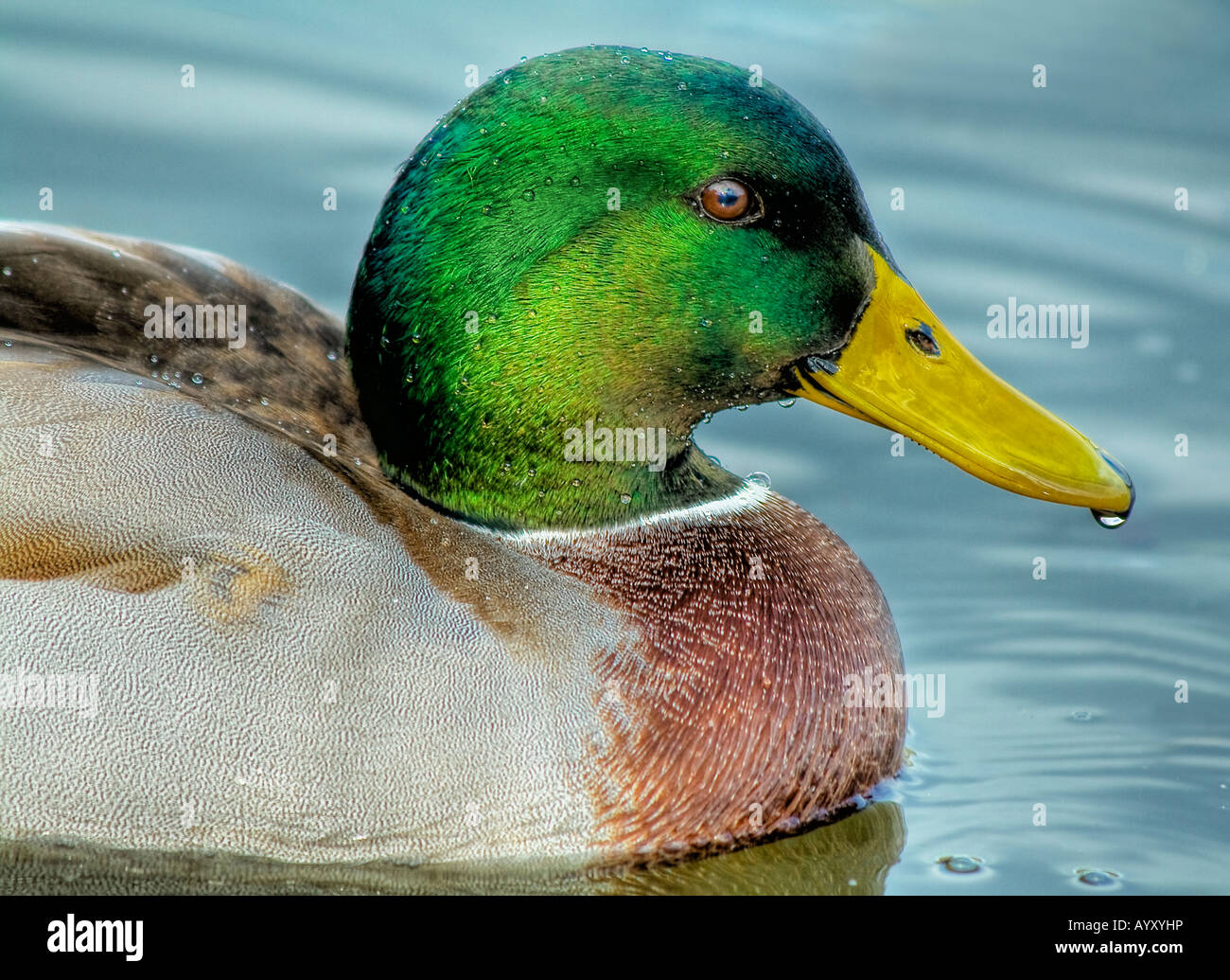 Duck on pond hi-res stock photography and images - Alamy