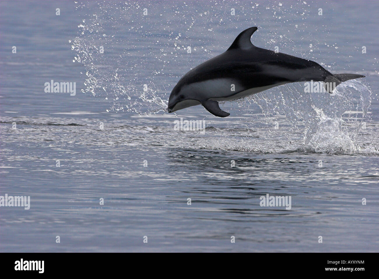 Pacific White Sided Dolphin Drawing