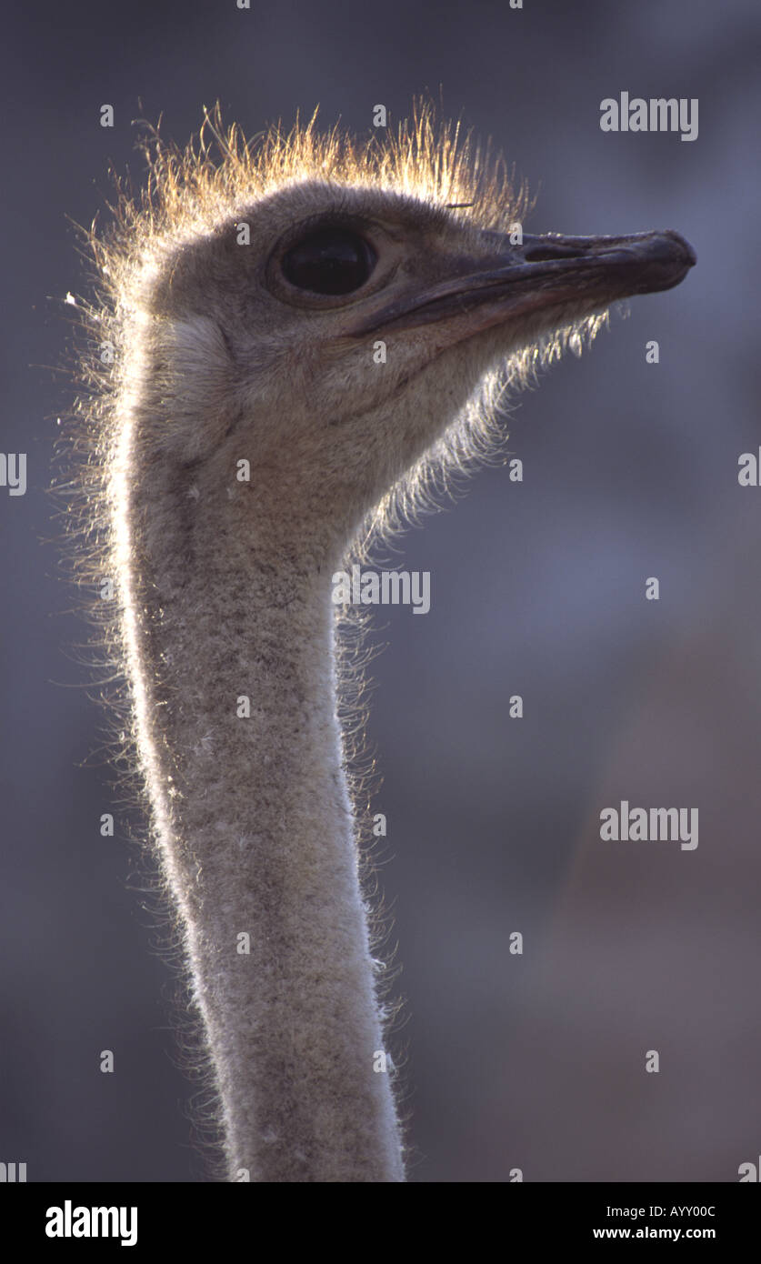 Ostrich feather farming hi-res stock photography and images - Alamy