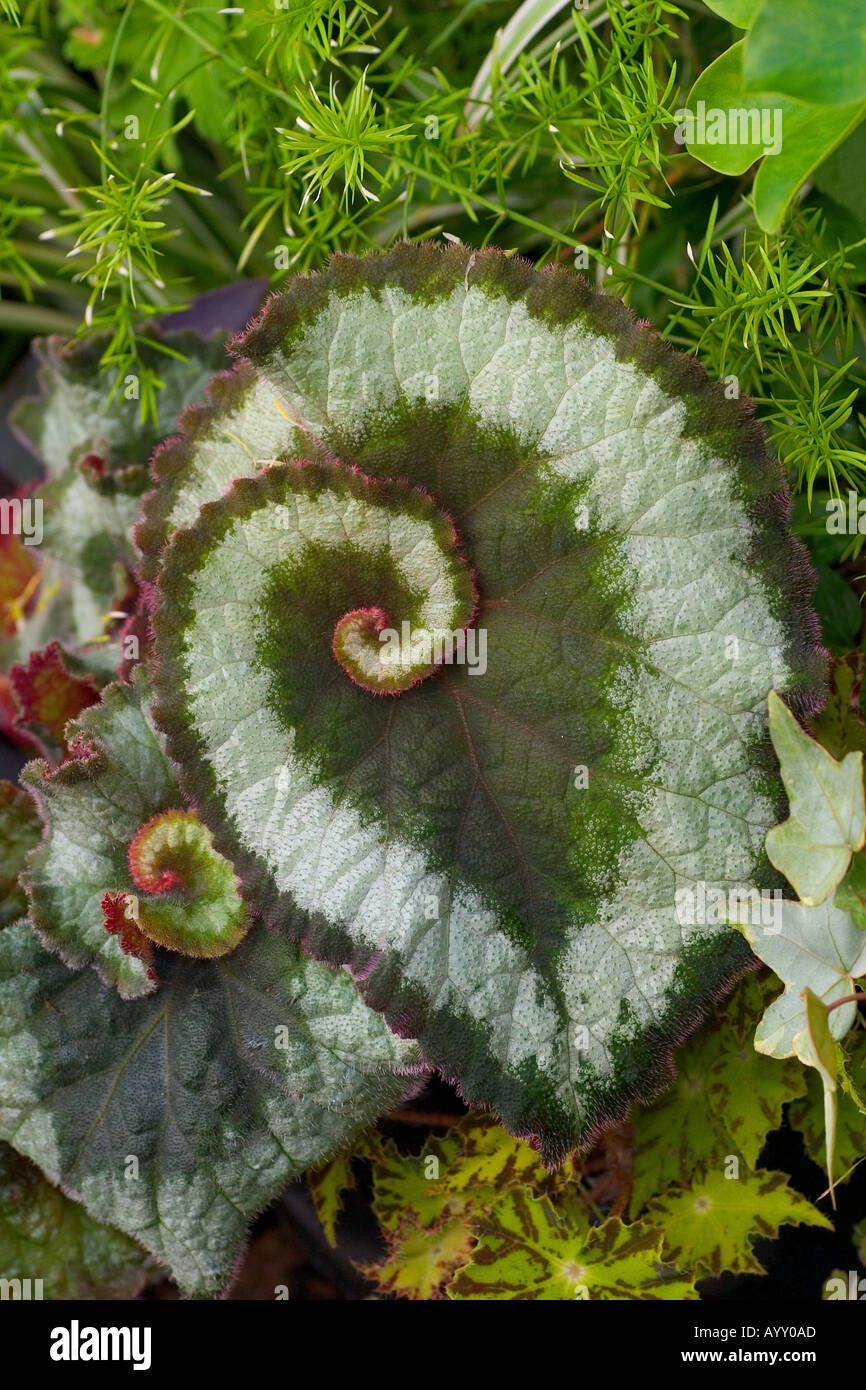 spiral shaped leaves Stock Photo - Alamy