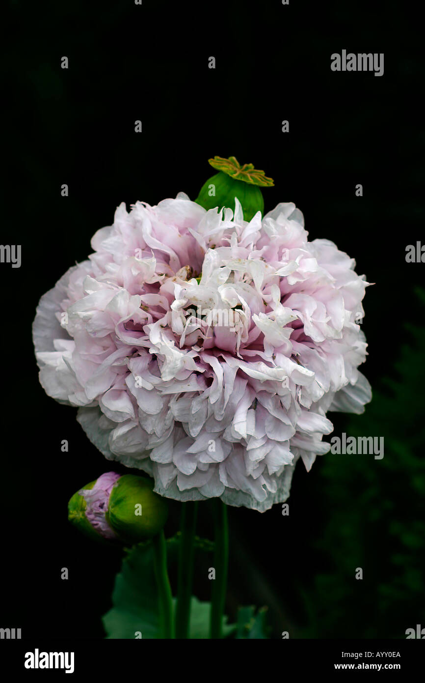 Paeony poppy hi-res stock photography and images - Alamy