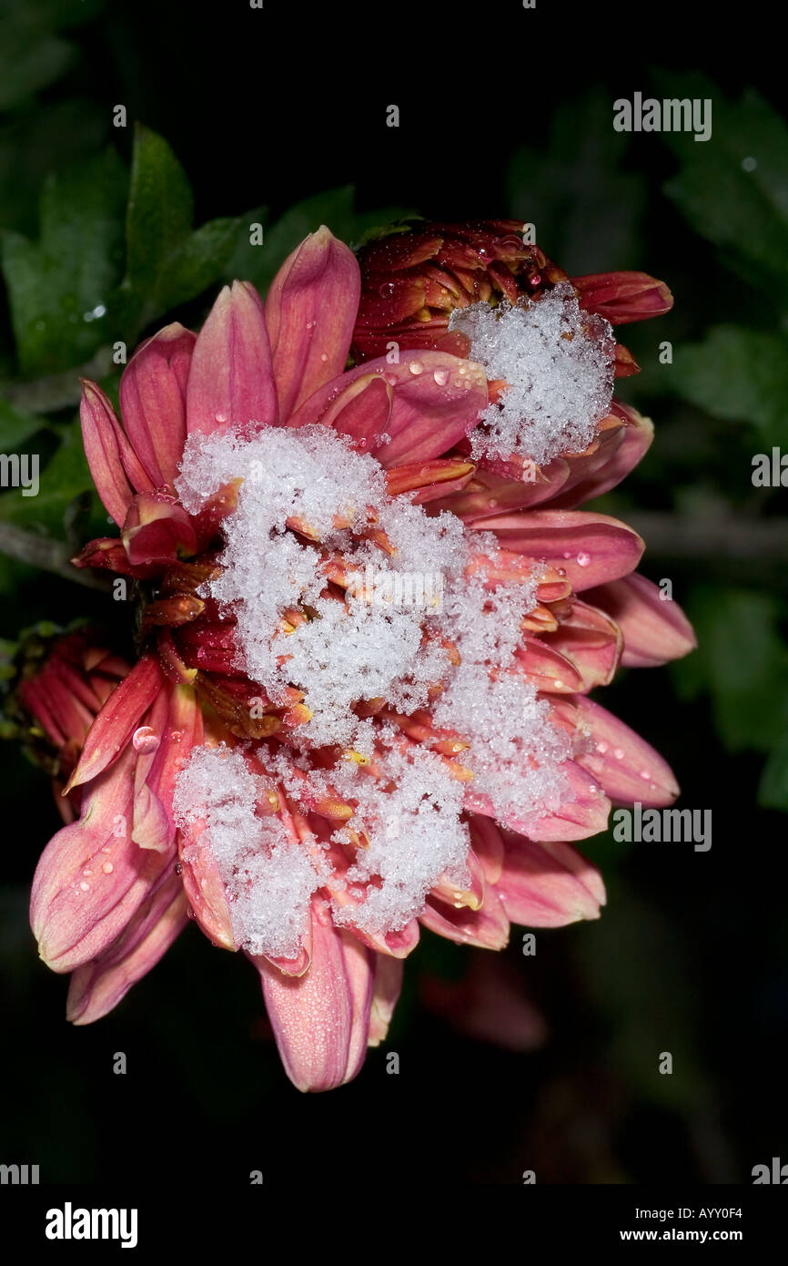 Snow on Chrysanthemum Stock Photo - Alamy