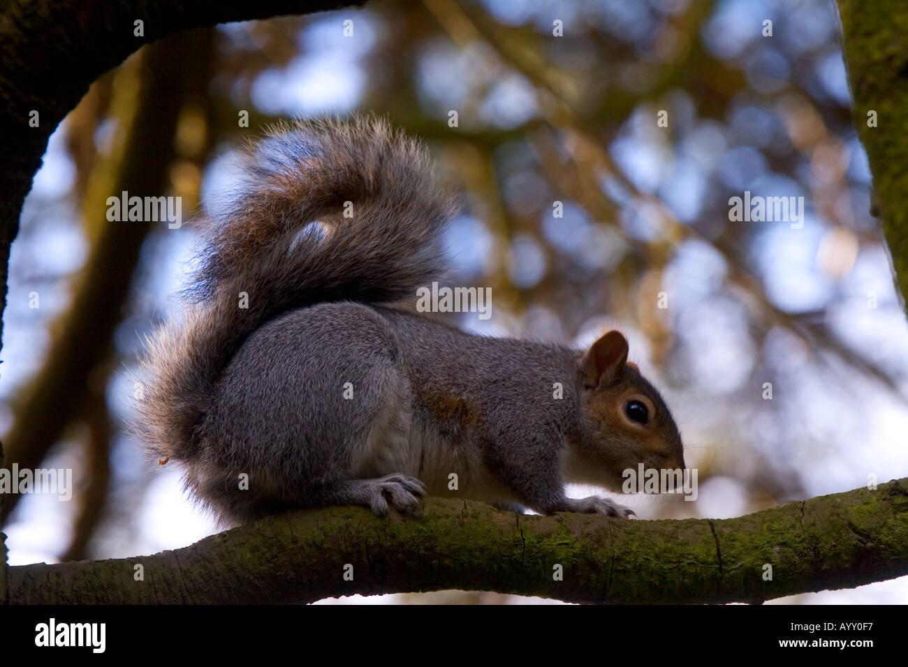 Squirrel on a tree Stock Photo - Alamy