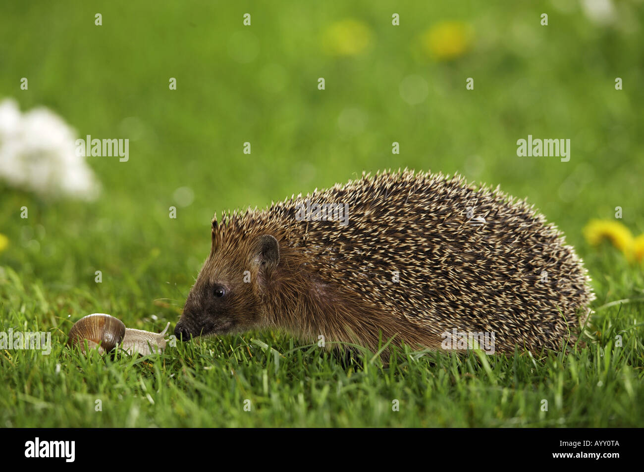 European Hedgehog (Erinaceus europaeus) sniffing at roman snail Stock ...