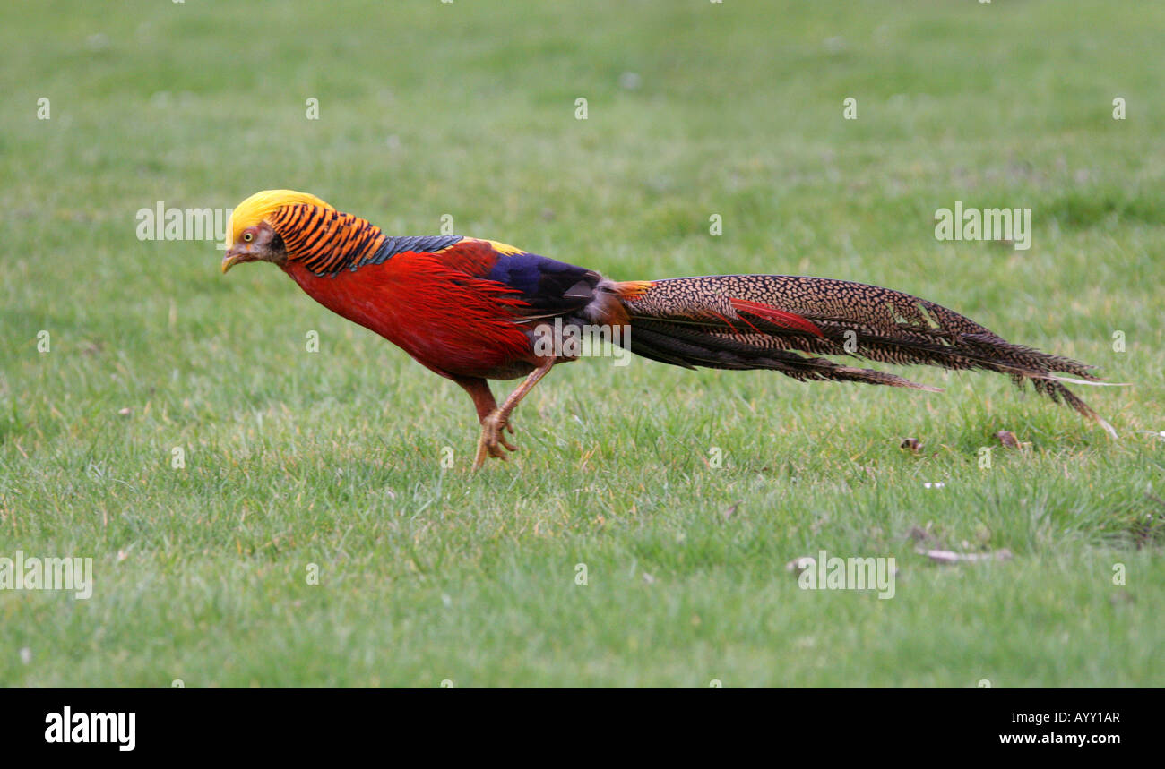 Chinese pheasant hi-res stock photography and images - Alamy