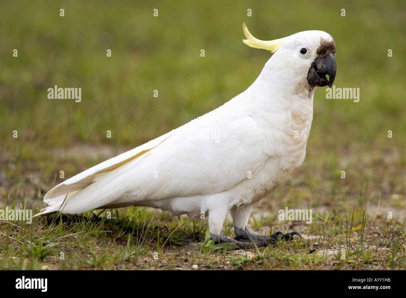 Sulphur-Crested Cockatoo - standing on meadow Stock Photo - Alamy