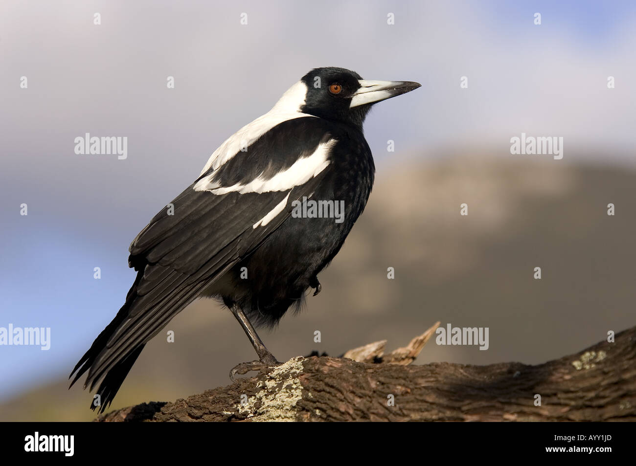 Australian Magpie (Gymnorhina tibicen) standing on a branch. Australia ...