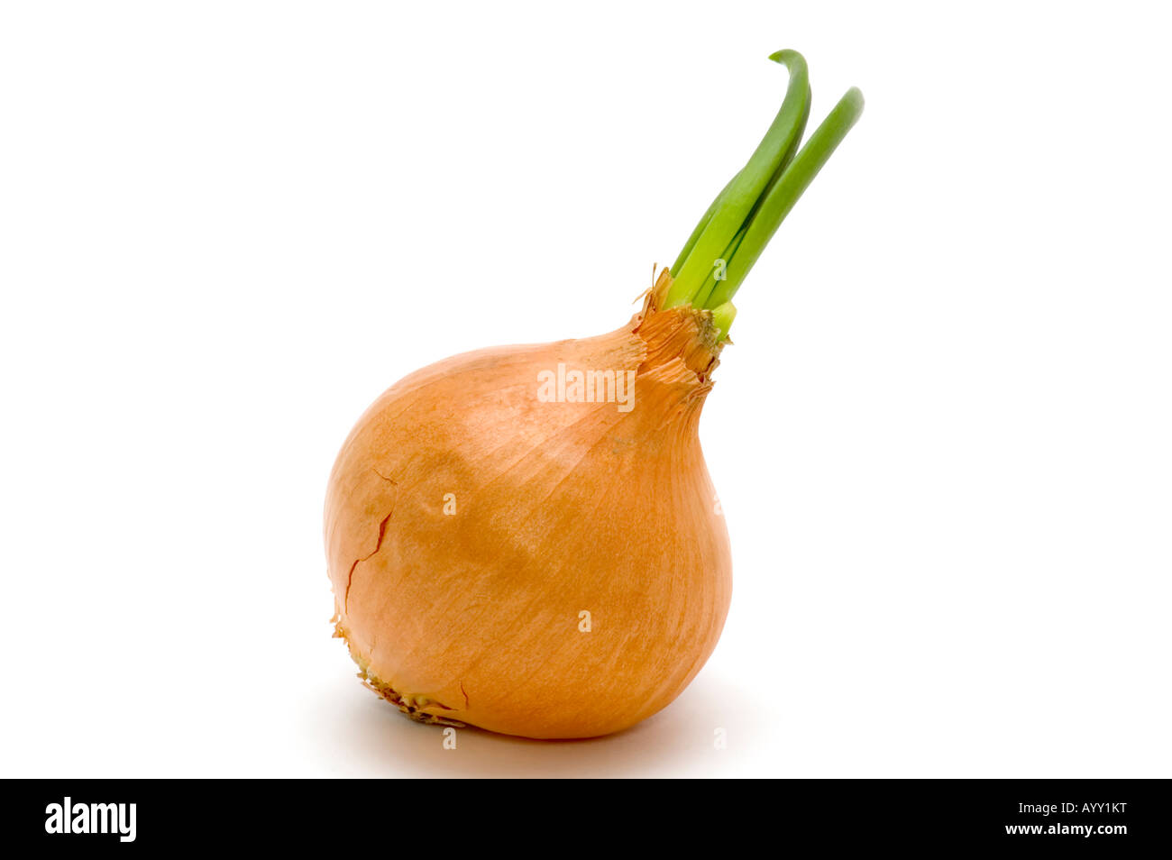 Bulb onion isolated on Cut Out Stock Images & Pictures - Alamy