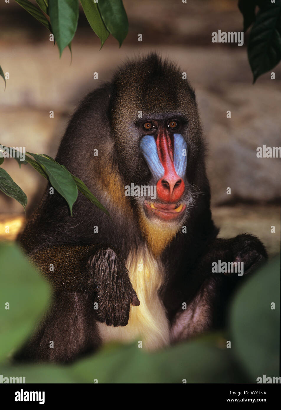 mandrill sitting between plants Mandrillus sphinx Stock Photo - Alamy