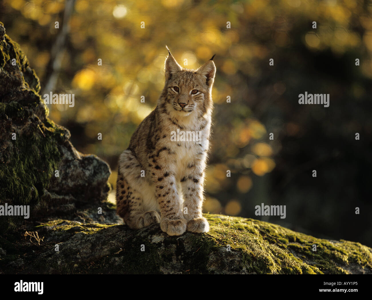 Young lynx lynx lynx sitting on rock hi-res stock photography and ...