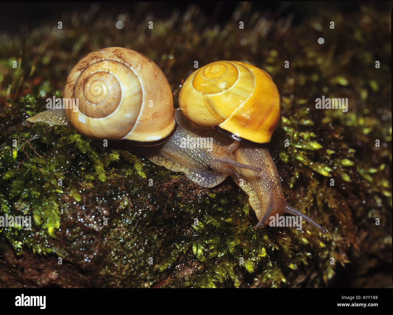 Two snails hi-res stock photography and images - Alamy