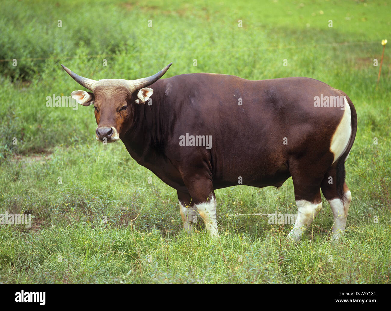 Wild bantengs hi-res stock photography and images - Alamy