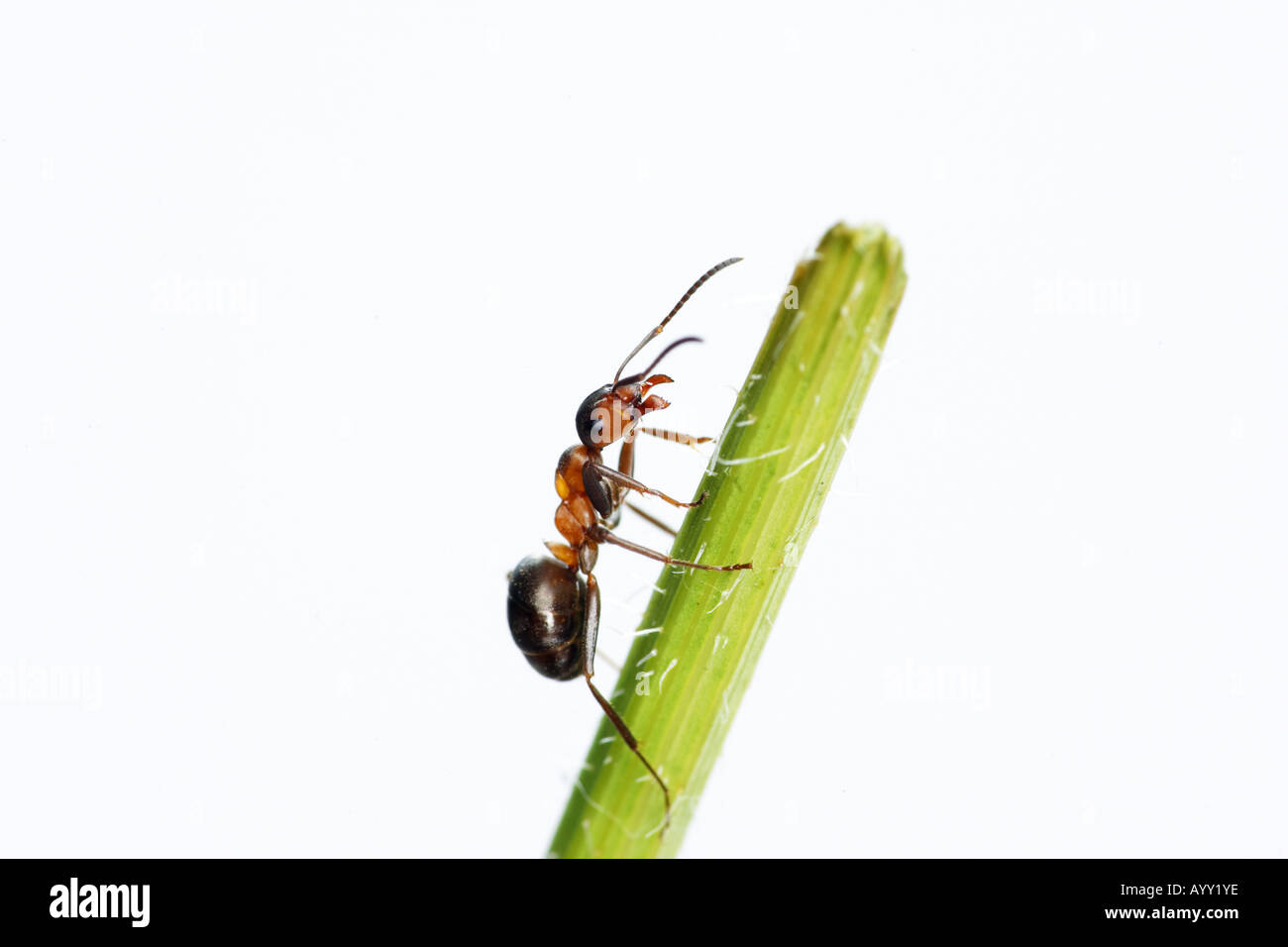 Cut out of an ant hi-res stock photography and images - Alamy