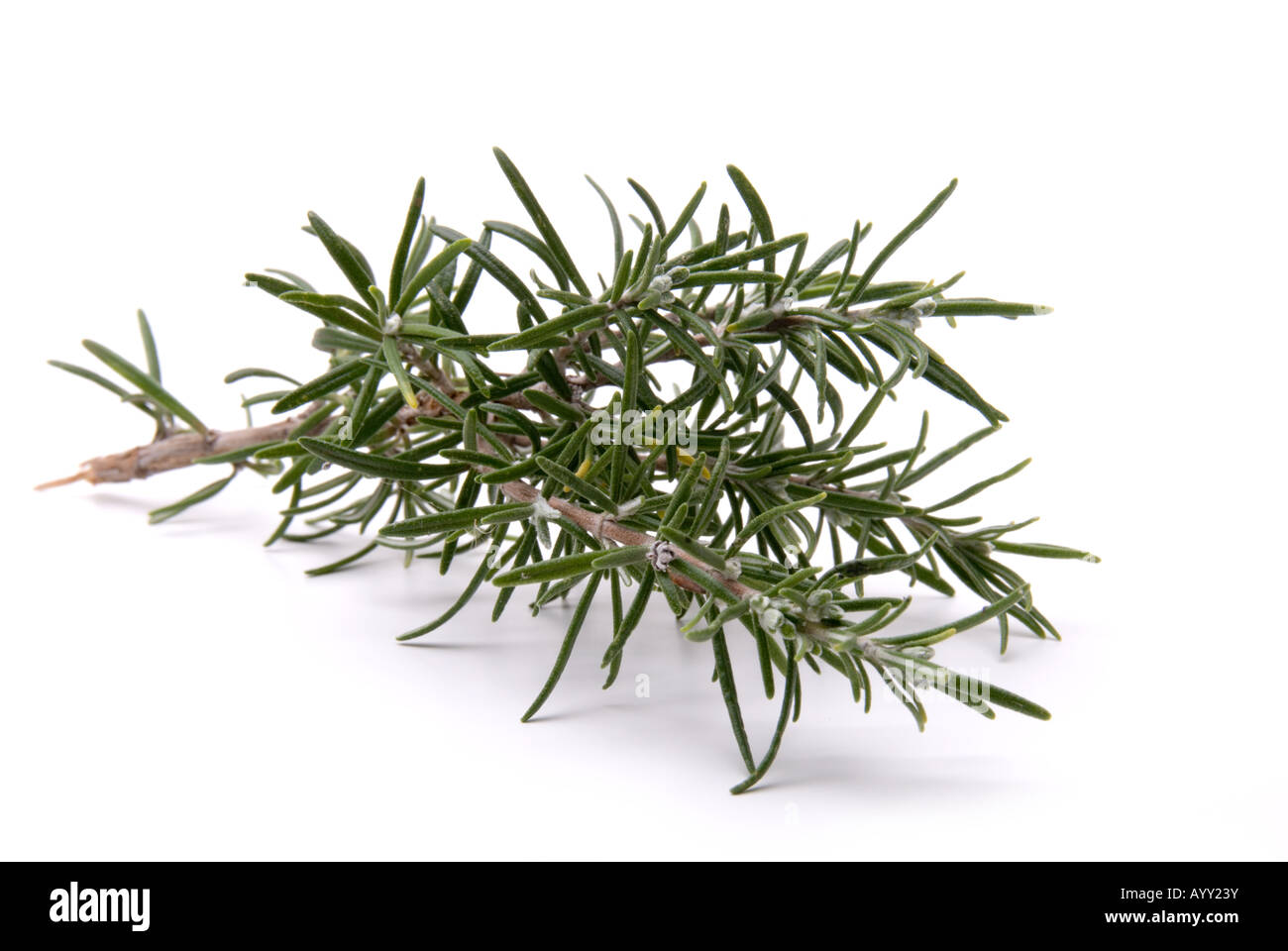Fresh rosemary sprigs Cut Out Stock Images & Pictures - Alamy