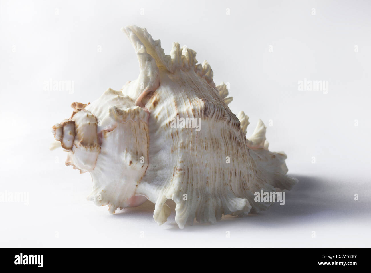 Spikey seashell on a plain white background Stock Photo - Alamy
