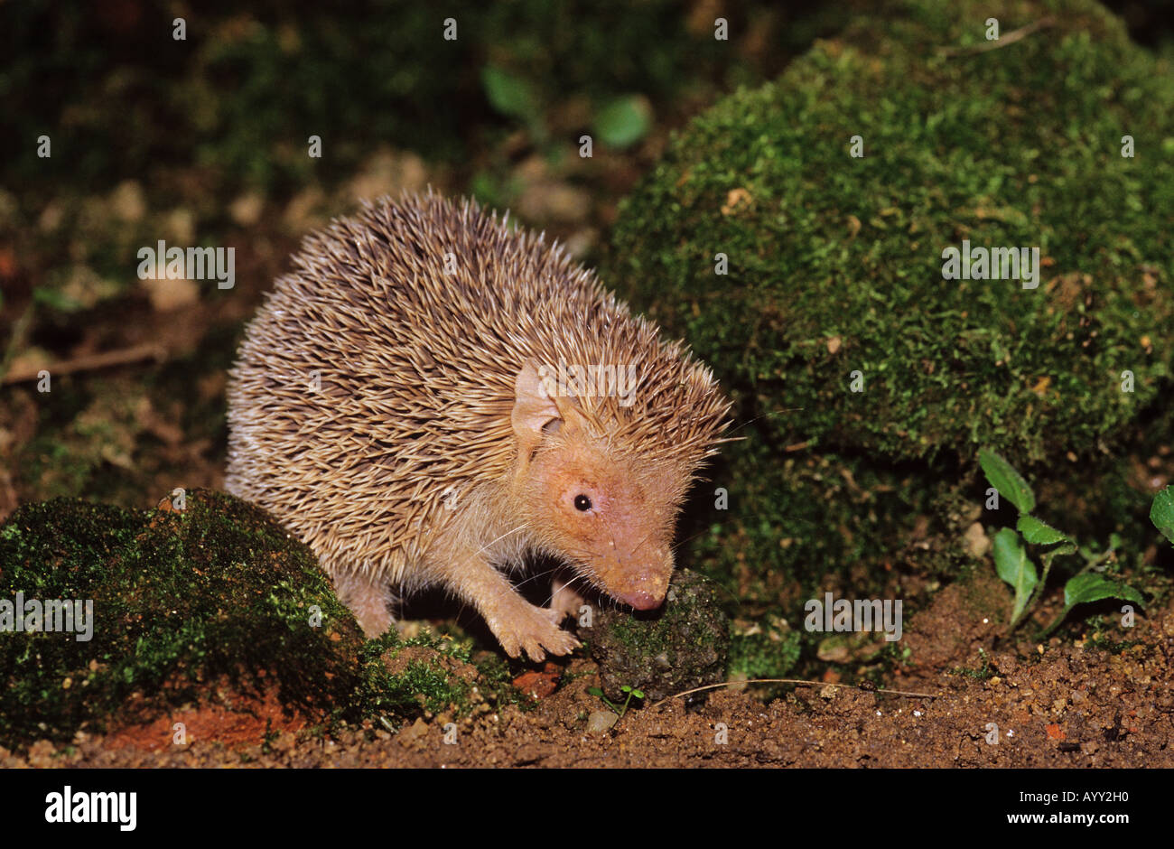 Hedgehog tenrecs hi-res stock photography and images - Alamy