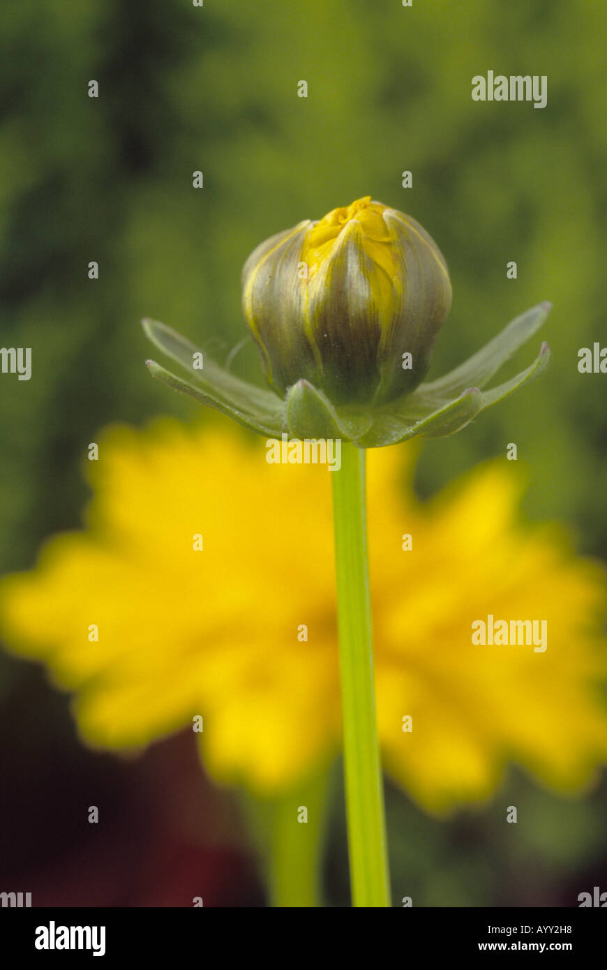 Coreopsis sunray hi-res stock photography and images - Alamy