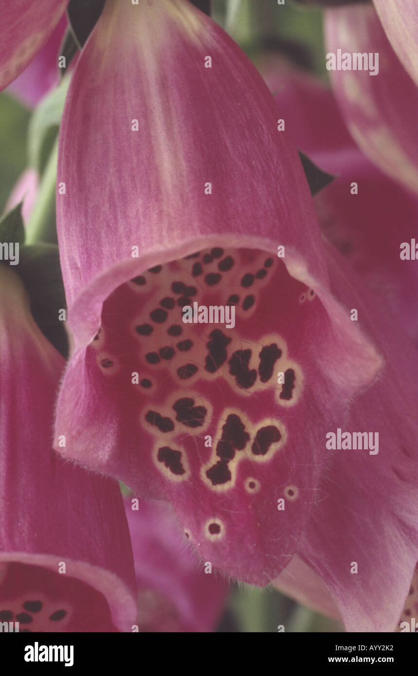 Digitalis purpurea Excelsior Group (Common Foxglove) Pink flower with ...