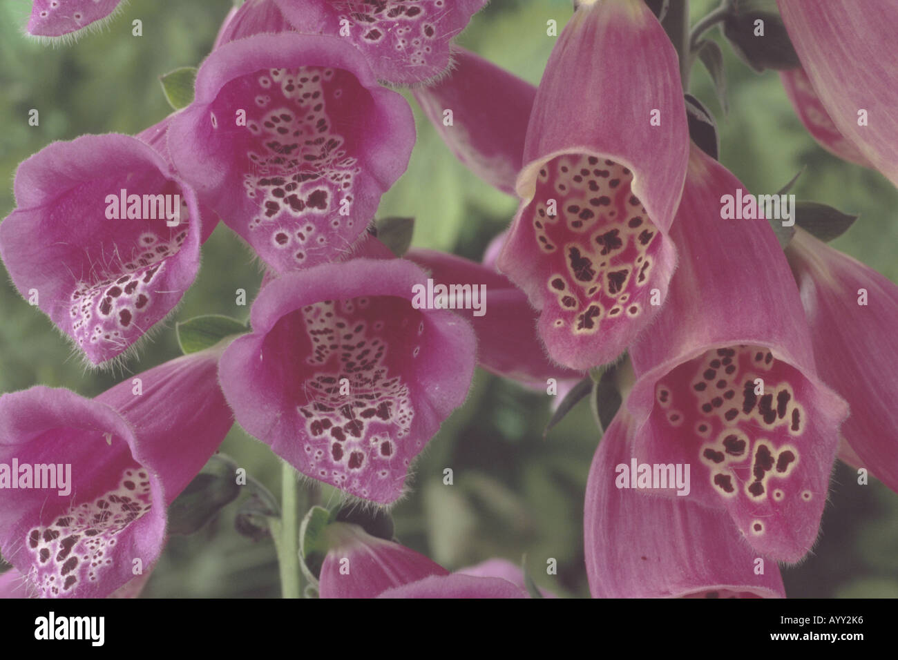 Digitalis purpurea Excelsior Group (Common Foxglove) Two shades of pink ...