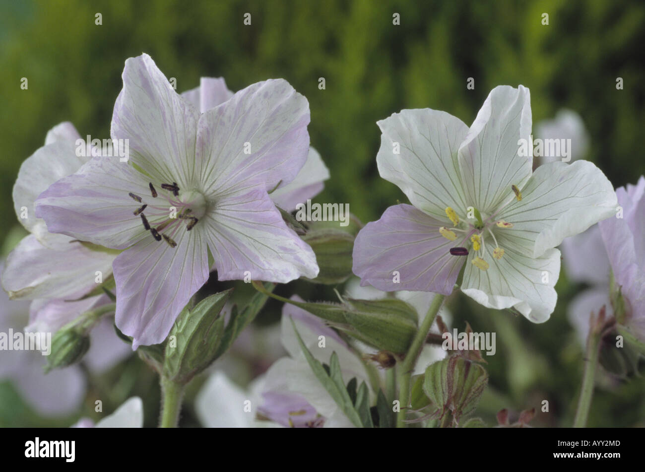 Splash of pink color hi-res stock photography and images - Alamy