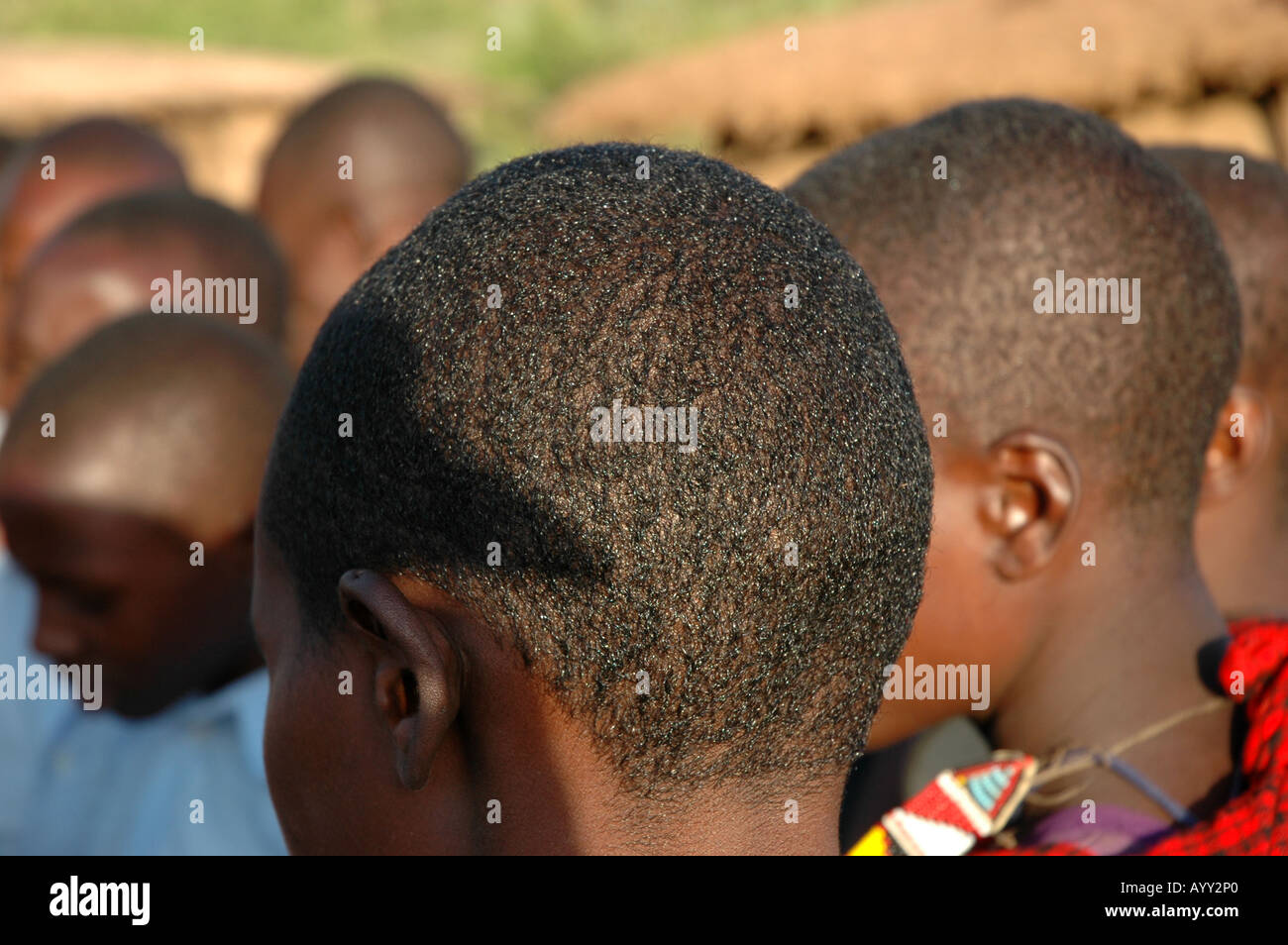 Close up of Masai woman head from the rear showing close cropped ...