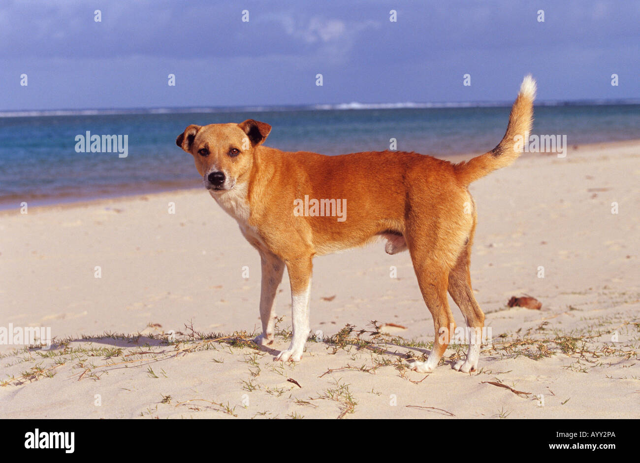 hybrid dog on the beach Stock Photo - Alamy
