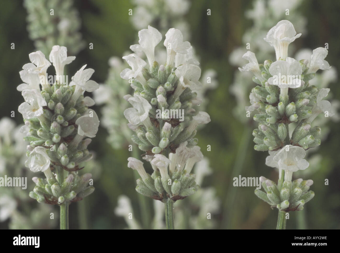 Arctic snow lavandula angustifolia hi-res stock photography and images ...
