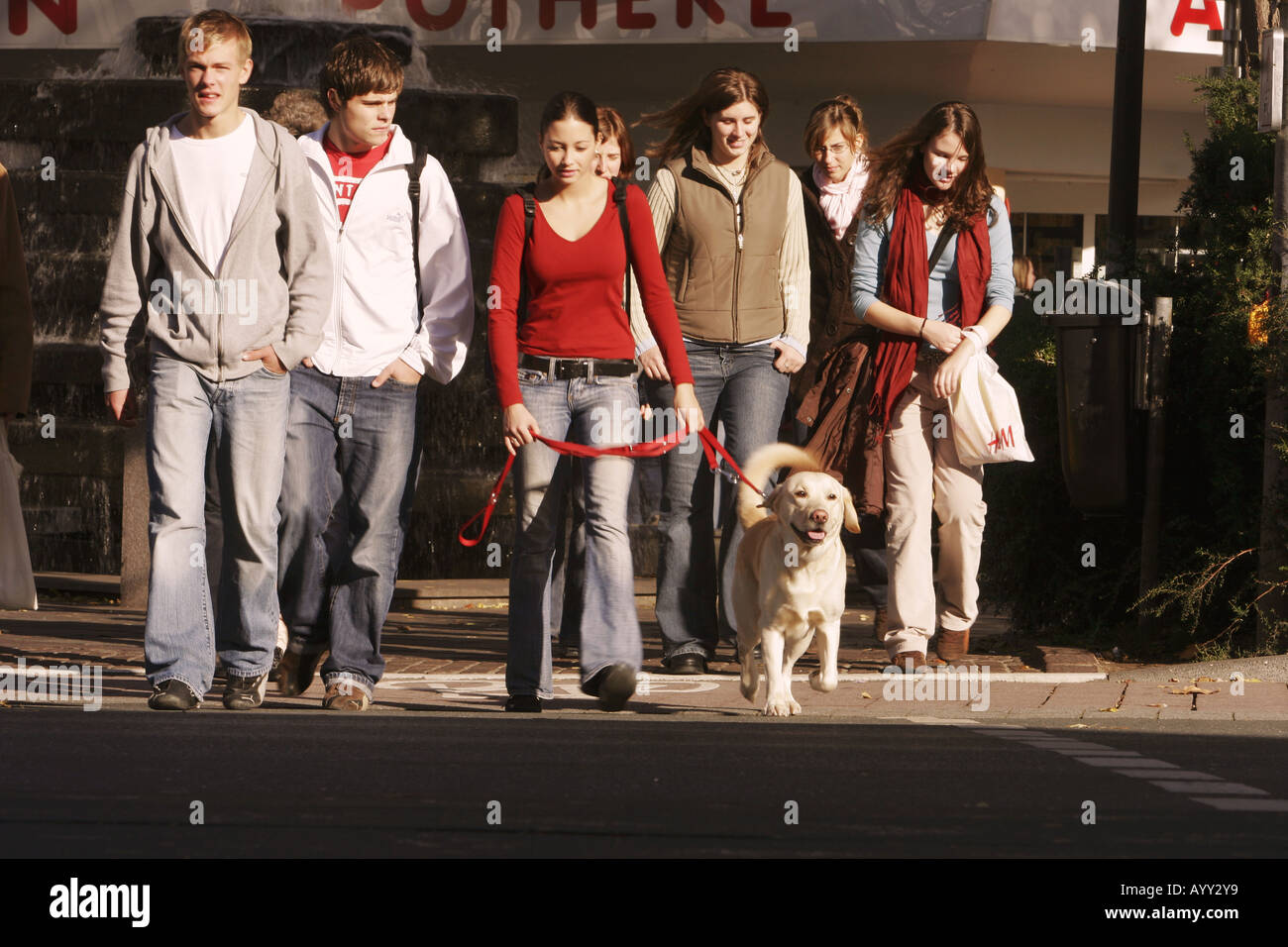 Labrador in city crossing street with juveniles Stock Photo - Alamy