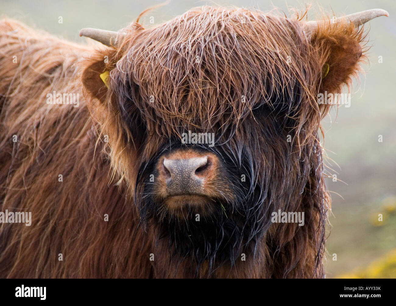 One of Scotland's famous shaggy highland cows on the Isle of Skye in ...