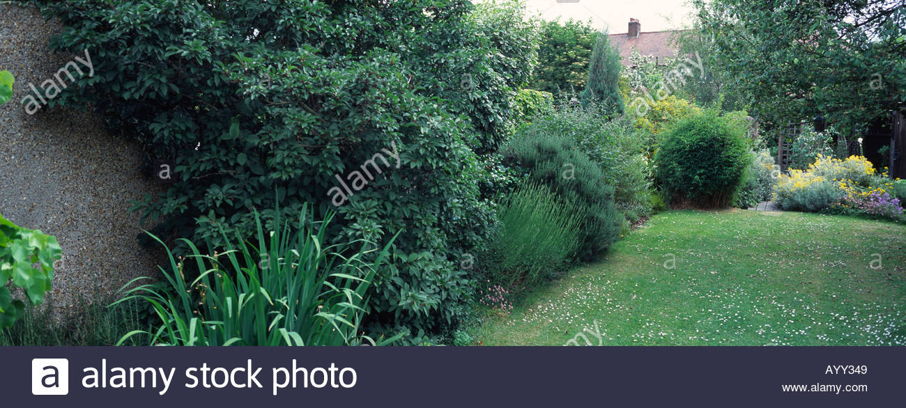 Mature suburban garden with shrubs, panorama format, London, England ...