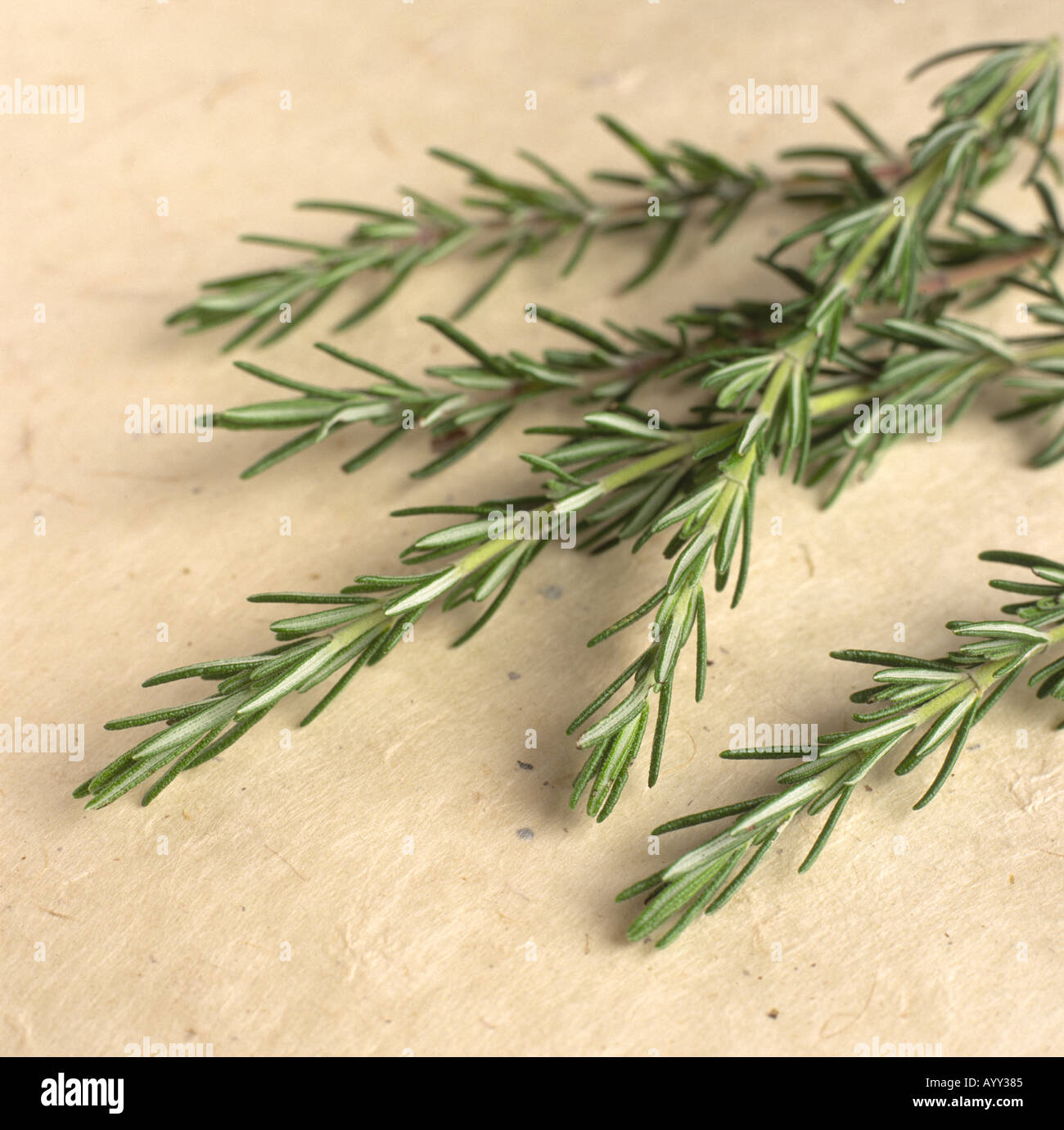 fresh rosemary leaves on brown paper Stock Photo - Alamy