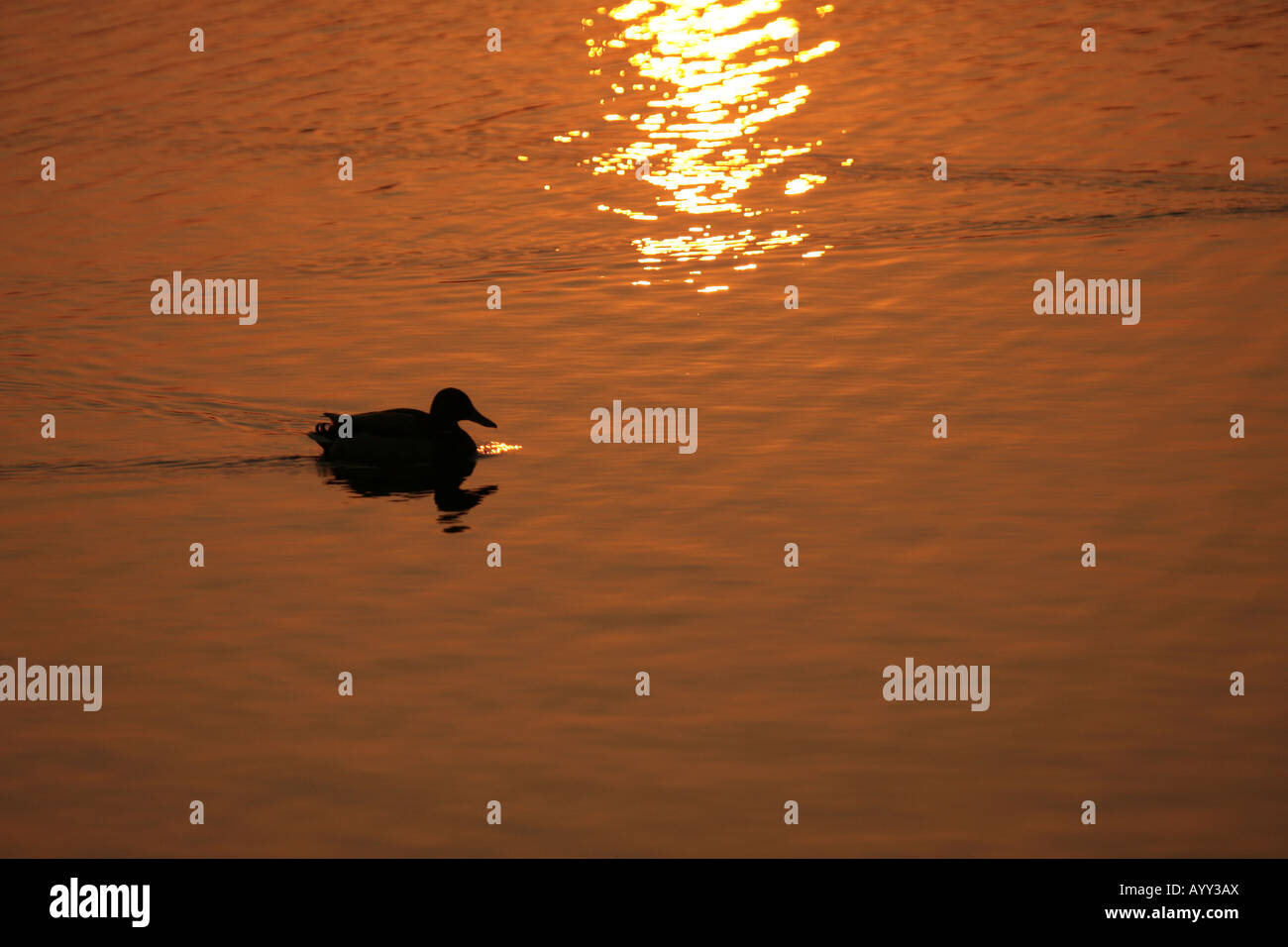 Mallard duck on a lake at sunset Stock Photo - Alamy