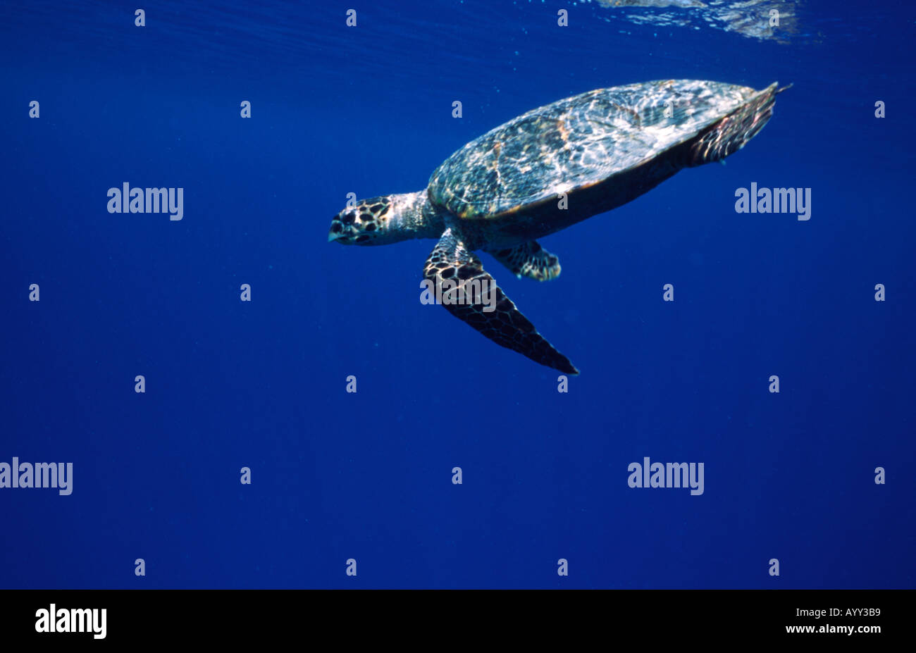 a diving turtle after surfacing for air, Maldives, Indian Ocean Stock ...