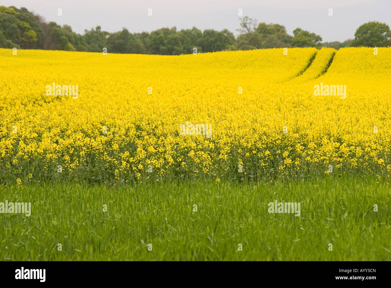 Scottish rapeseed hi-res stock photography and images - Alamy