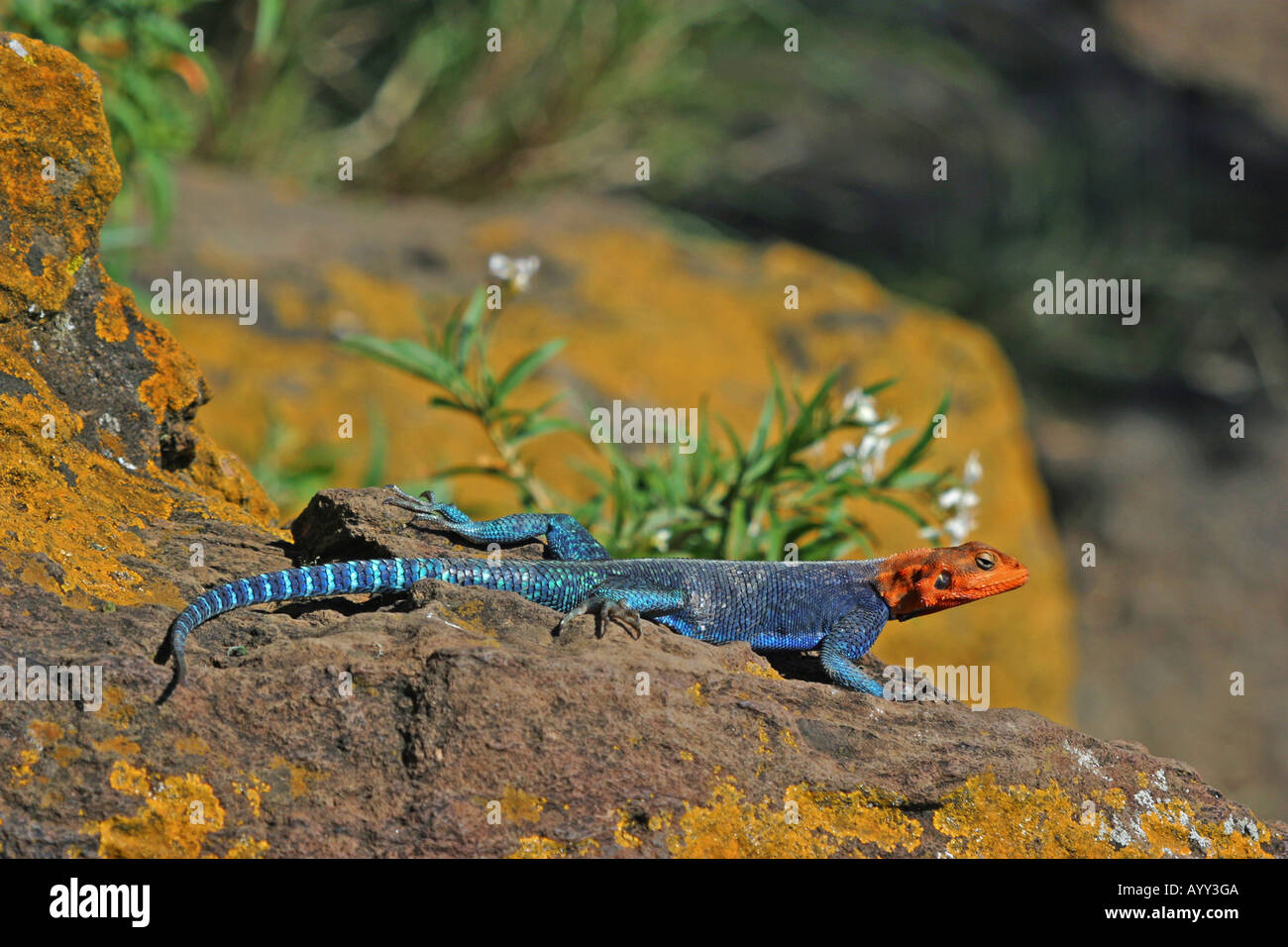 common agama Agama agama Stock Photo - Alamy