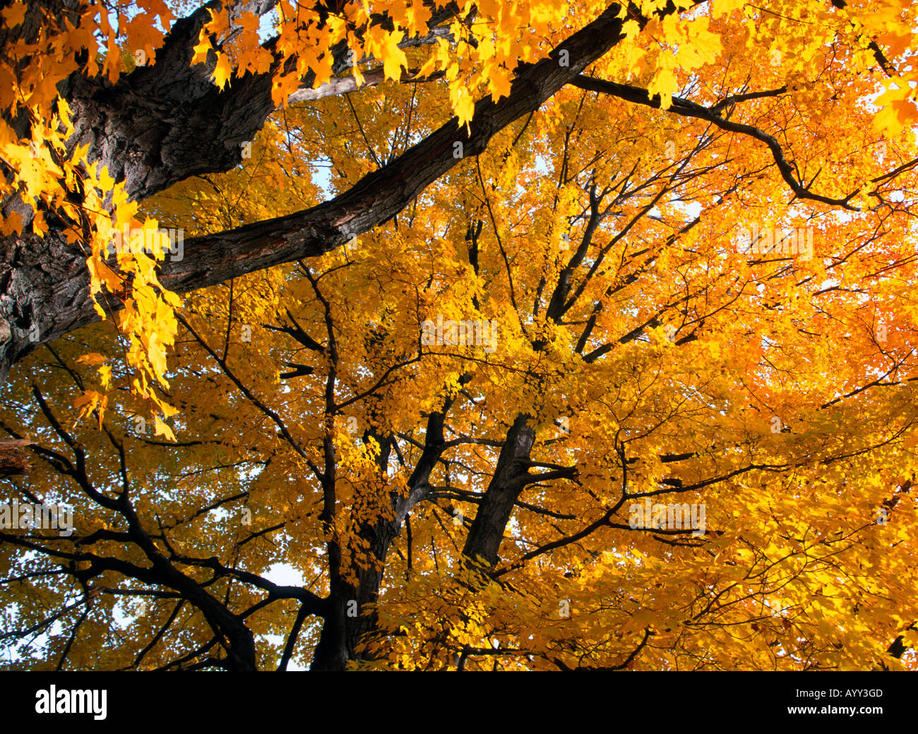 Fall leafs sky hi-res stock photography and images - Alamy