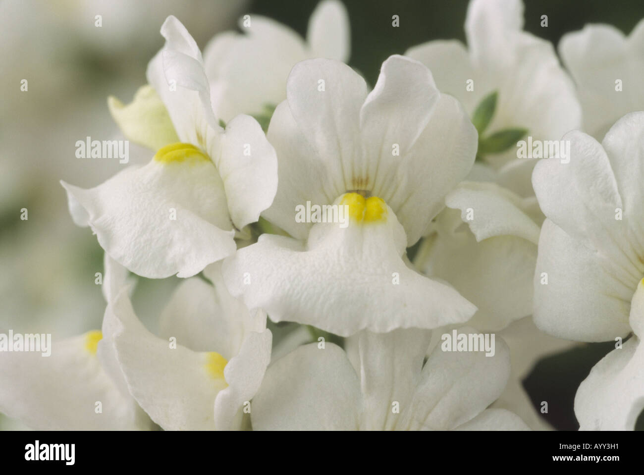 Two lipped flowers hi-res stock photography and images - Alamy