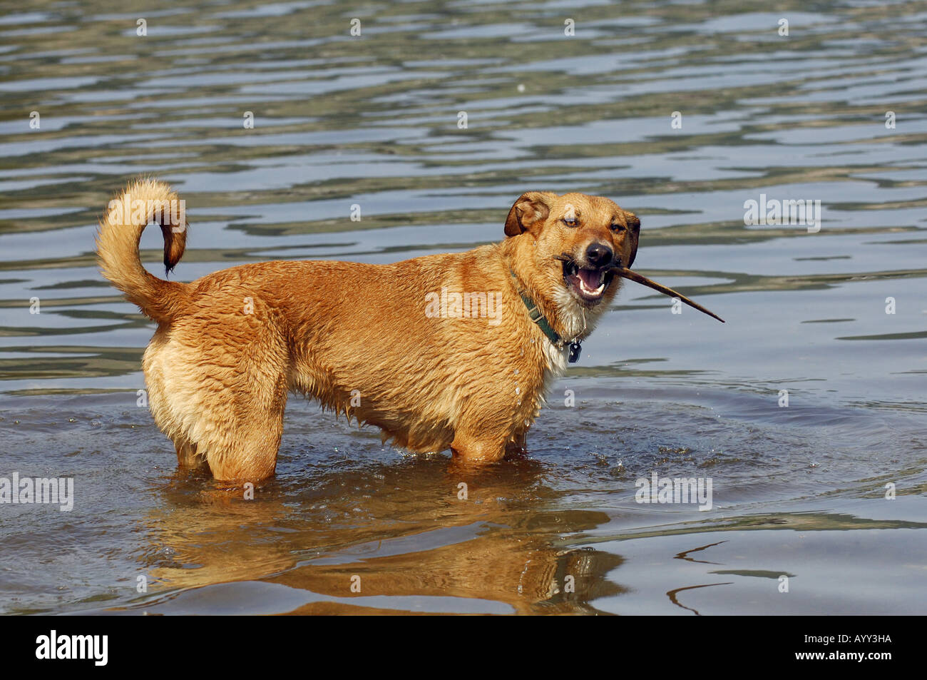 half breed dog with stick standing in water Stock Photo - Alamy