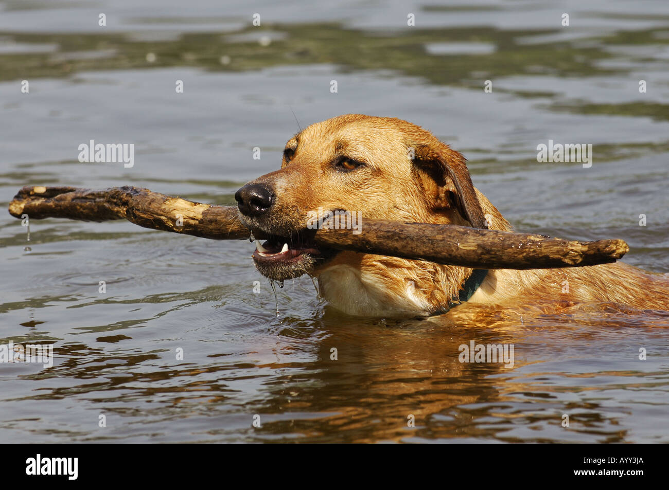Retrieve the stick hi-res stock photography and images - Alamy
