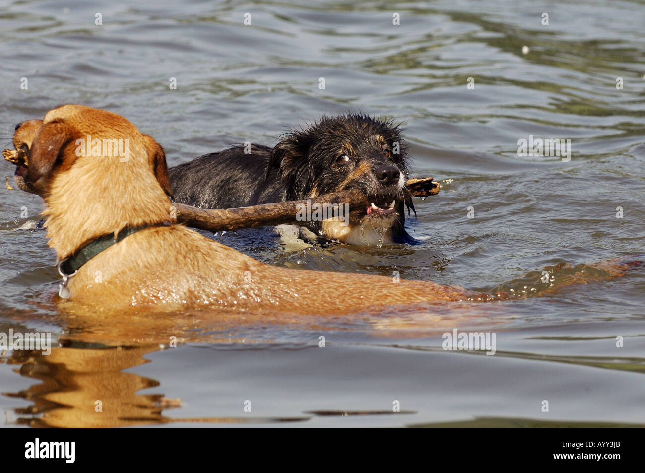 Two dogs swimming stick hi-res stock photography and images - Alamy
