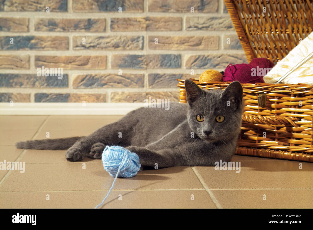 Wool ball cat hi-res stock photography and images - Alamy