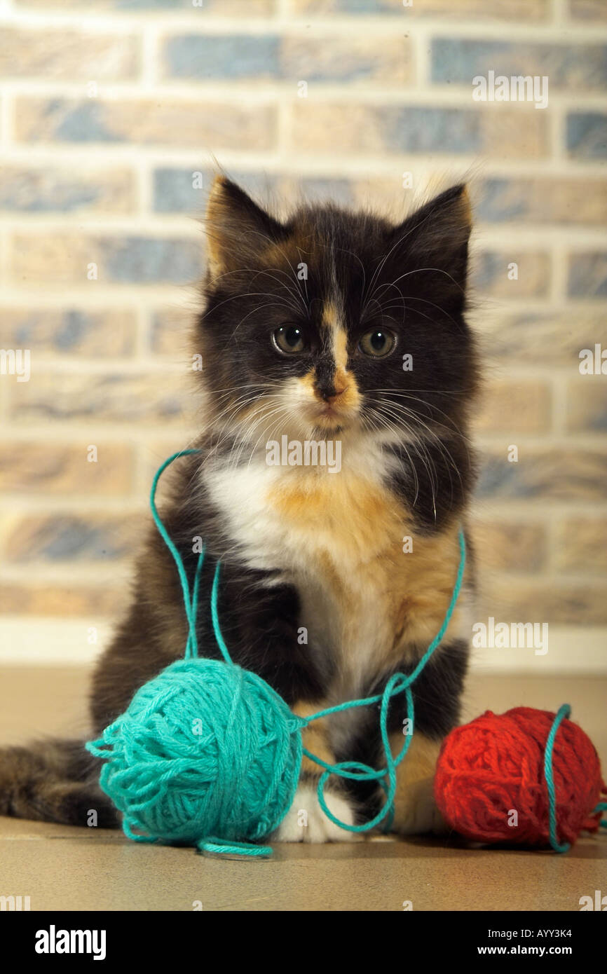kitten sitting between ball of wool Stock Photo - Alamy